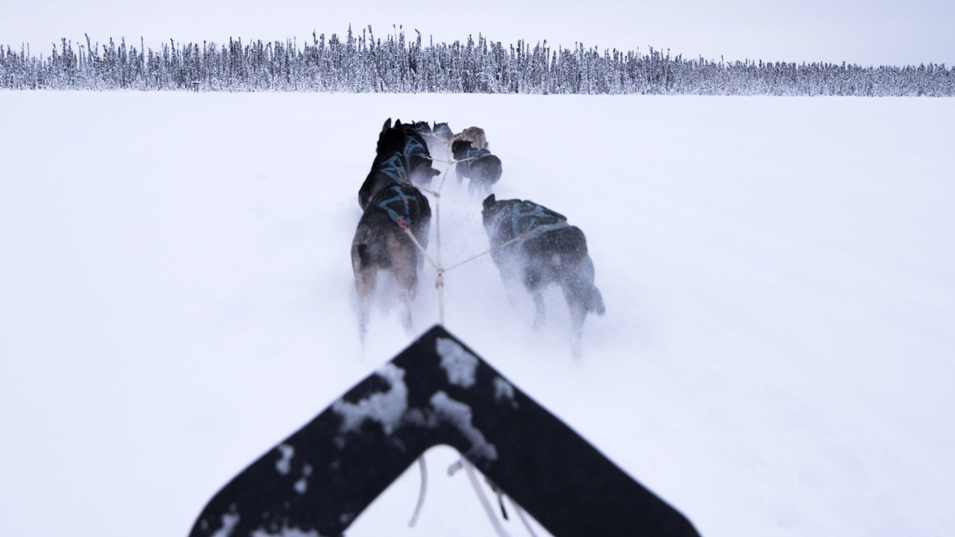 About Us | Alaska Mushing School